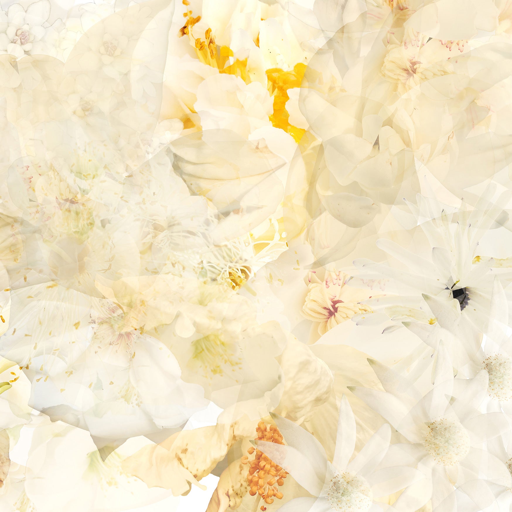 Freesia Garden Greeting Card – Paper and Flower